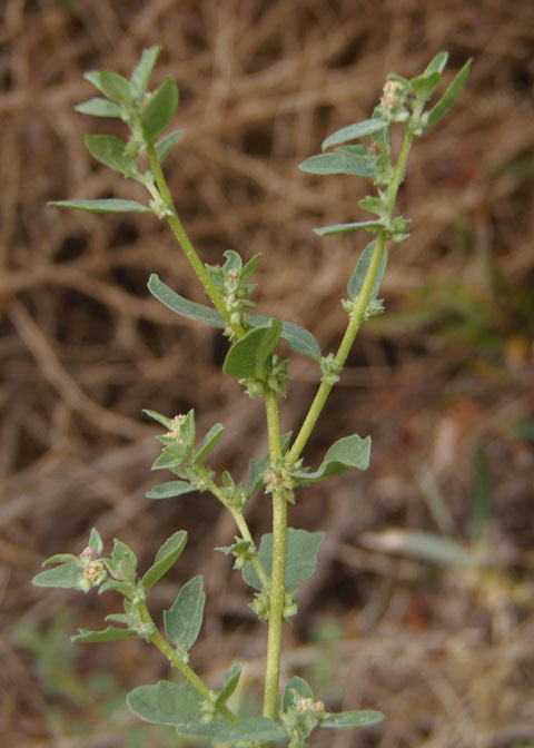 Sprawling Saltbush, Atriplex suberecta